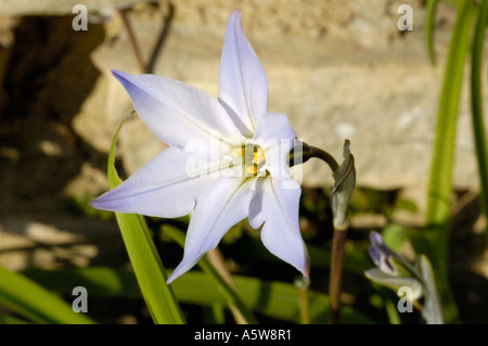 Spring Starflower, Ipheion uniflorum, Alliaceae (Amaryllidaceae). Syn ...