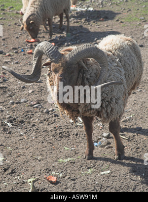 Curly horn sheep Stock Photo - Alamy