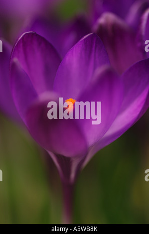 Crocus vernus 'Purpureus Grandiflorus', purple flowers in grass Stock ...