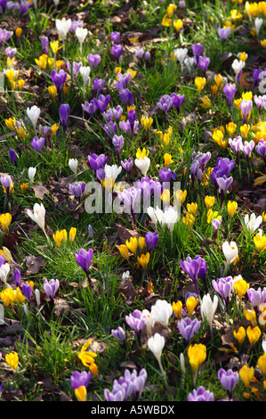 crocus in spring Stock Photo - Alamy