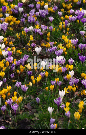Mixed Crocus Naturalised in grass Spring Stock Photo - Alamy