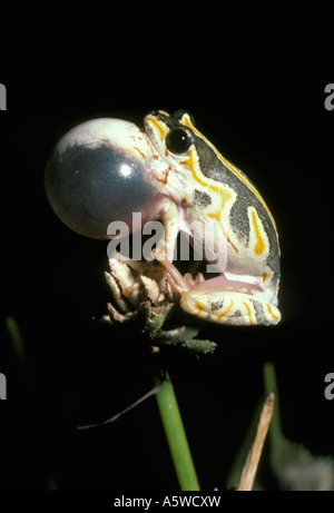 Marbled Reed Frog (Hyperolius marmoratus), marbled reed frog ...