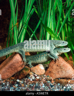 sharp-ribbed salamander, sharp-ribbed newt, Spanish ribbed newt ...