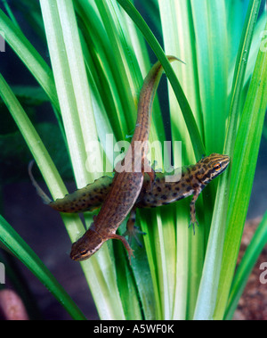 SMOOTH NEWT Triturus vulgaris PAIR IN COURTSHIP Stock Photo - Alamy