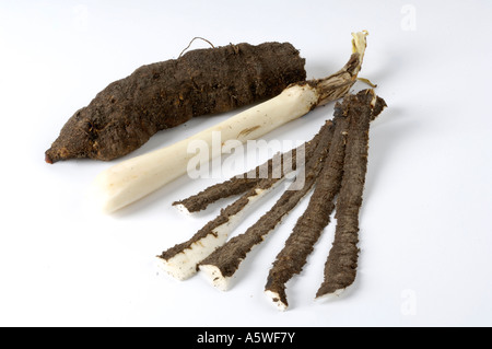 Black salsify, roots, raw and peeled (Scorzonera hispanica Stock Photo ...