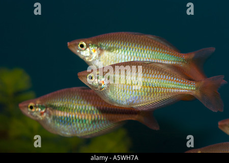 Goyder River Rainbowfish Banded Rainbow Fish Melanotaenia trifasciata ...