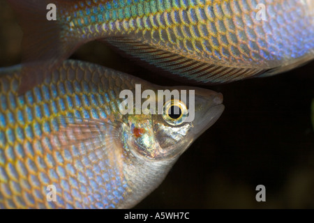 Goyder River Rainbowfish Banded Rainbow Fish Melanotaenia trifasciata ...