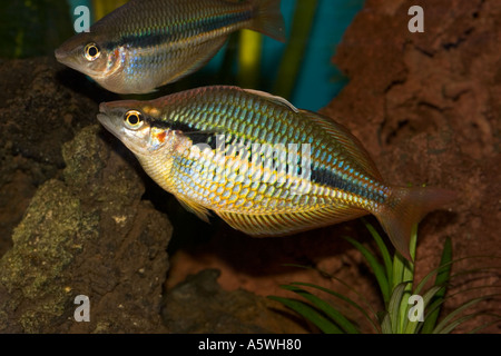 Goyder River Rainbowfish Banded Rainbow Fish Melanotaenia trifasciata ...