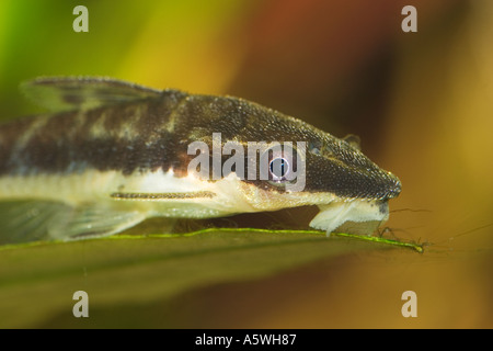 Dwarf otocinclus Golden otocinclus Otocinclus affinis Stock Photo - Alamy