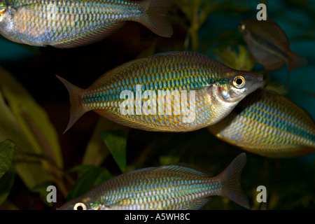 Goyder River - or Banded Rainbow Fish (Melanotaenia trifasciata Stock ...