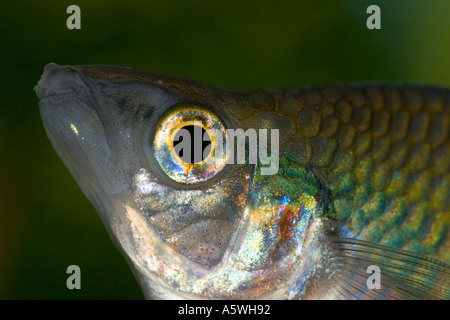 Goyder River Rainbowfish Banded Rainbow Fish Melanotaenia trifasciata ...