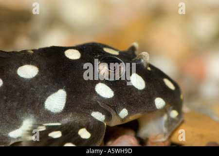 Pleco L368 Scobinancistrus sp Loricariidae Stock Photo - Alamy