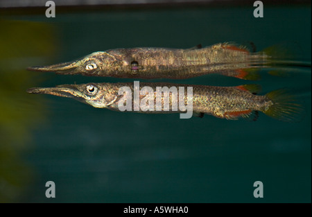 Pygmy Halfbeak Dermogenys pusillus Hemiramphidae Stock Photo - Alamy