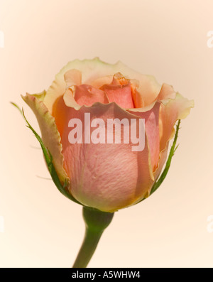 COMMON NAME rose LATIN NAME rosa Stock Photo - Alamy