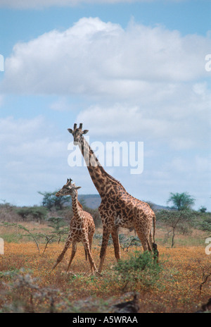 Tsavo East National Park, Kenya Stock Photo - Alamy