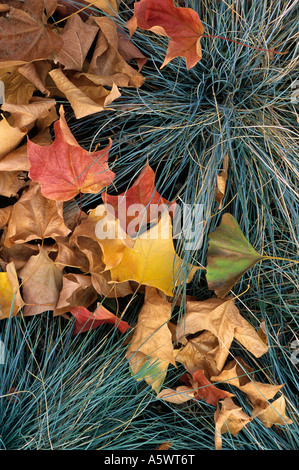 Blue Fescue in garden Stock Photo - Alamy