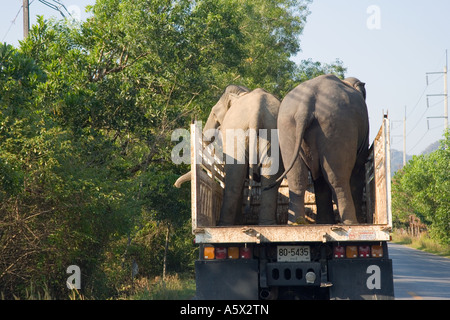Elephant being transported on a truck near Alappuzha (Alleppey), Kerala ...