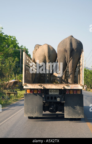 Elephant being transported on a truck near Alappuzha (Alleppey), Kerala ...