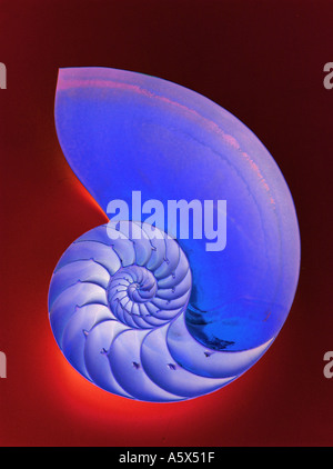 Nautilus shell with geometric shapes Stock Photo - Alamy