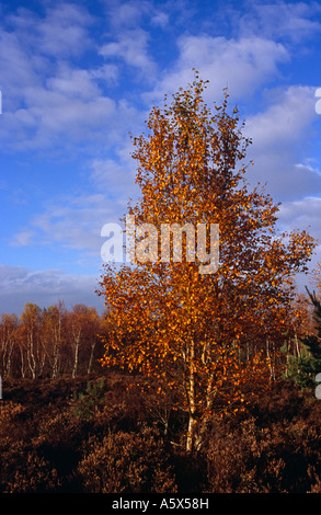 Chobham, Surrey, England: Fall in the woods Stock Photo - Alamy