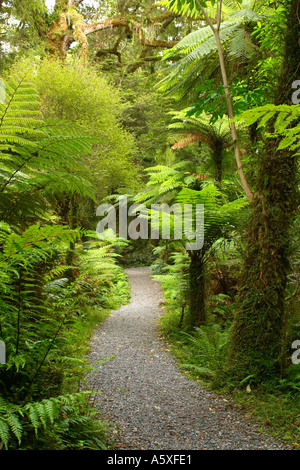 NEW ZEALAND Lake Moeraki Area Ponga fern on Munro Beach walk through ...