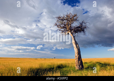 Balanites tree in Savannah grasslands Masai Mara National Park Kenya ...