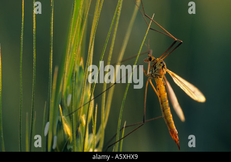 Spotted Cranefly, Nephrotoma Appendiculata Crane Fly Stock Photo - Alamy