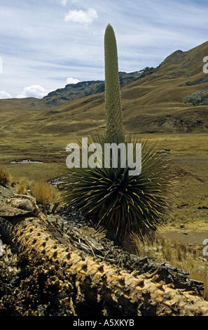 Peru Andes Puya Raimondi plant growing in the Mount Huascaran National ...