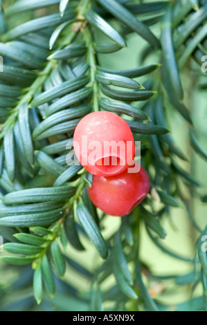 yew Taxus baccata fruit berries needles brooches detail Stock Photo - Alamy