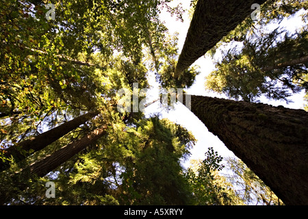 tall trees in the Ho Rain Forest in the Olympic National Park in ...