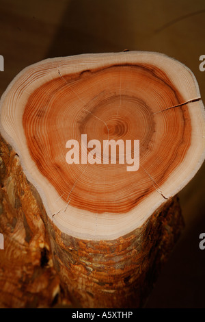 Cross section of yew tree. Taxus Baccata with ca 130 year rings Stock ...