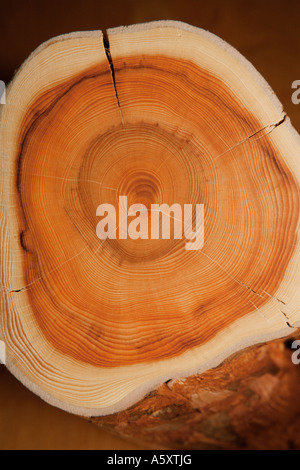 Cross section of yew tree. Taxus Baccata with ca 130 year rings Stock ...