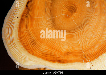 Cross section of yew tree. Taxus Baccata with ca 130 year rings Stock ...