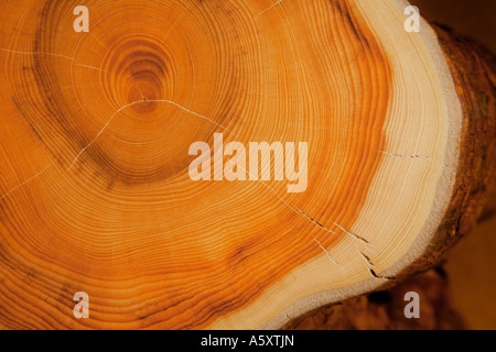 Cross section of yew tree. Taxus Baccata with ca 130 year rings Stock ...