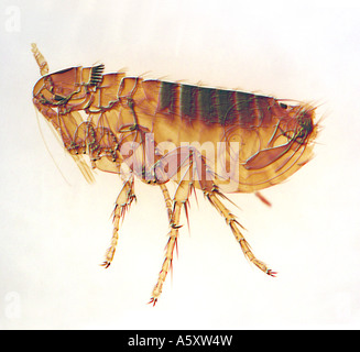 Adult male Oropsylla montana flea formerly known as Diamanus montana ...