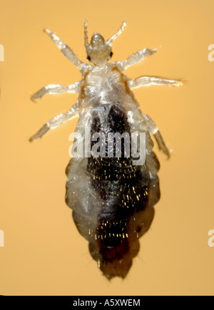 Dorsal view of a female body louse, Pediculus humanus var. corporis ...