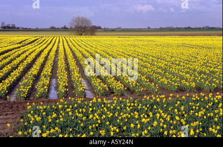 Fields of daffodils near Holbeach north of Spalding in the Lincolnshire ...