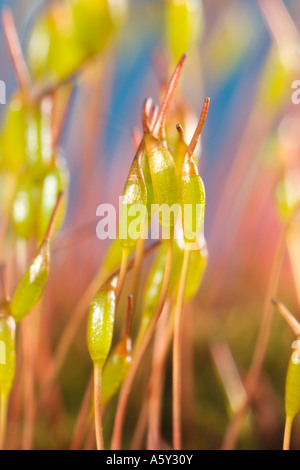 Moss Capsules Plant Stock Photo - Alamy