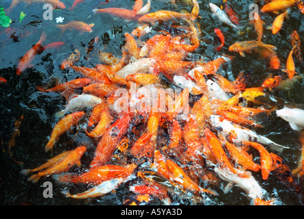 Fish feeding in mass Stock Photo - Alamy