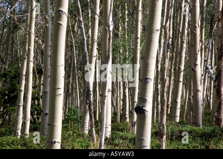 A grove of aspen trees in the Flaming Gorge National Recreation Area ...