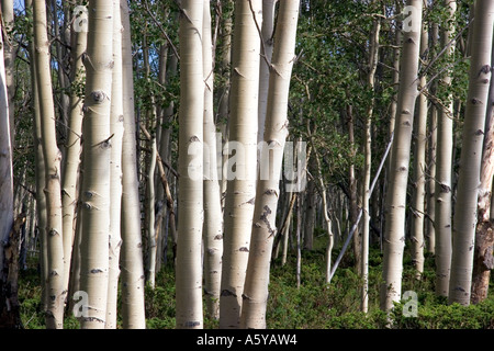A grove of aspen trees in the Flaming Gorge National Recreation Area ...