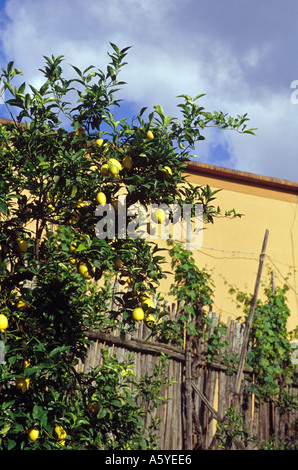 Capri Italy Lemon groves Stock Photo - Alamy