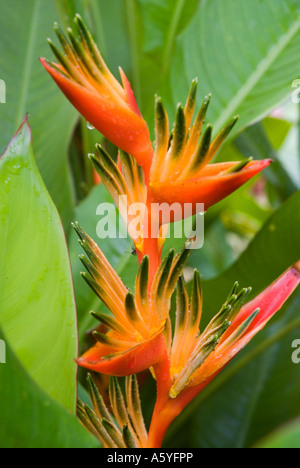 The South American red Heliconia angusta often called the Christmas ...