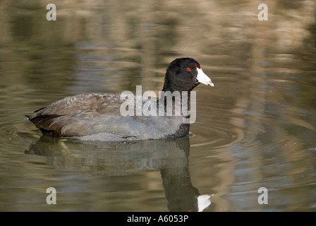 American coot in profile Stock Photo - Alamy