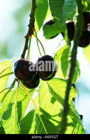 Cherry Orchard, Kent, England, UK Stock Photo - Alamy