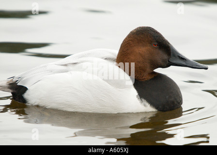 Canvasback Aythya valisineria Vancouver BC Stock Photo - Alamy