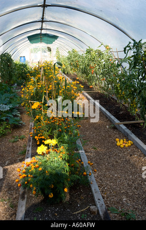 tomatoes growing in a polytunnel with french marigolds grown as ...