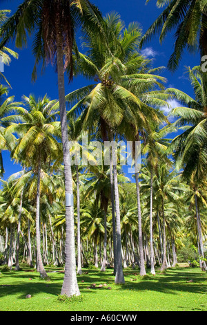 coconut palm trees Stock Photo - Alamy