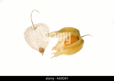 Skeletonised and whole Physalis with fruit on white background in black ...