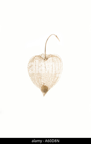 Skeletonised single Physalis with fruit on white background in balck ...